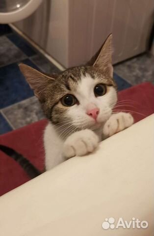 Риса в поиске ответственных родителей