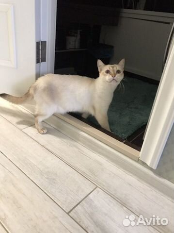 Кошка
