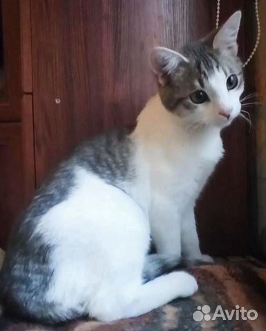 Котенок Тинки