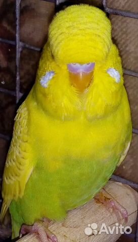 Ввп,чех,птенчик