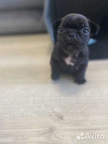 Французский бульдог щенки