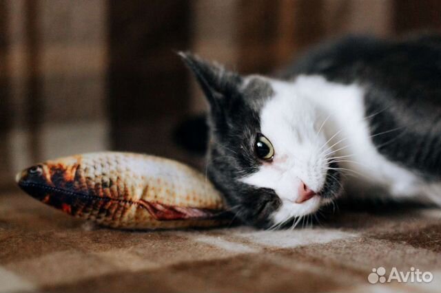 Невезучая Молли