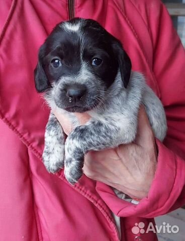 В добрые руки