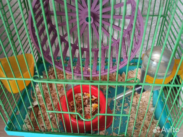 Хомячок и клетка