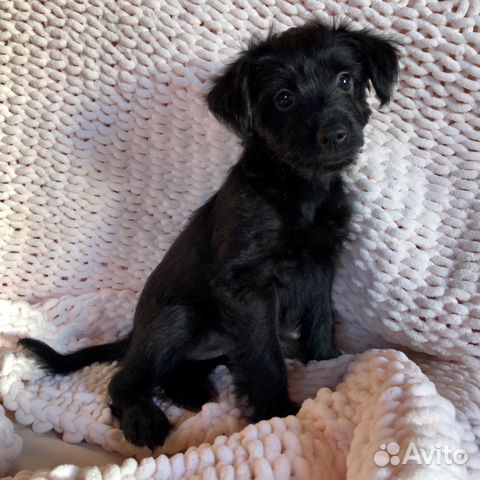 Ксолоитцкуинтли