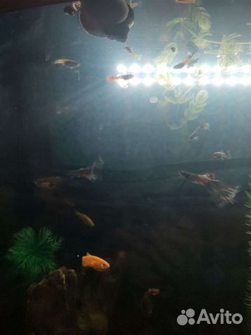 Подростки гуппи