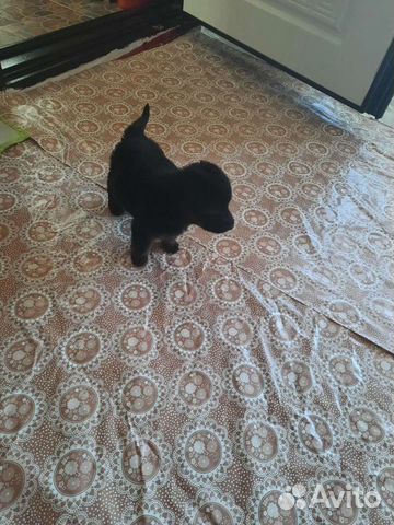 Отдам бесплатно