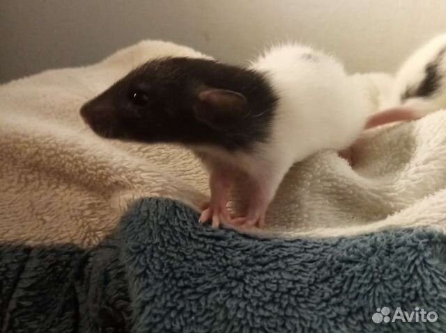 Крыса дамбо