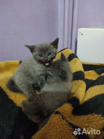 Котята русская голубая