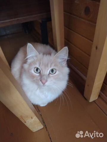 Котенка тигрового оттенка отдам под год тигра