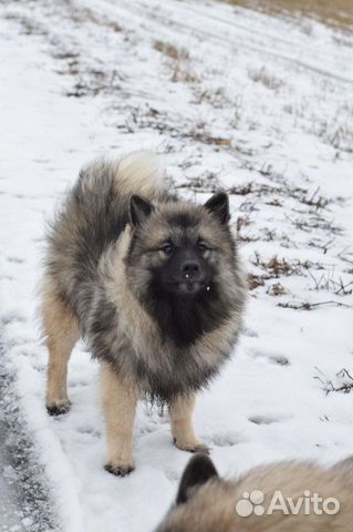 Немецкий шпиц