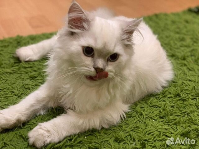 Котенок регдолл