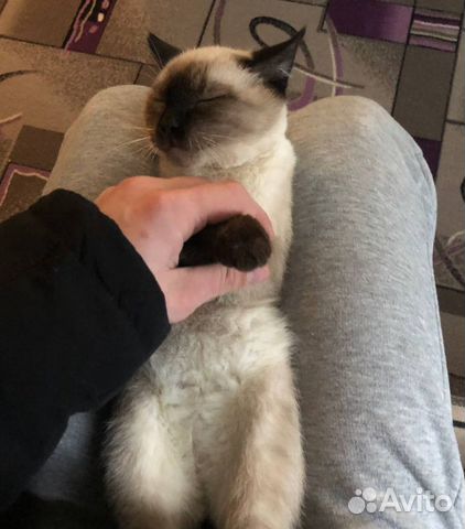 Сиамский котёнок Кузя