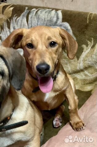 Собаки бесплатно