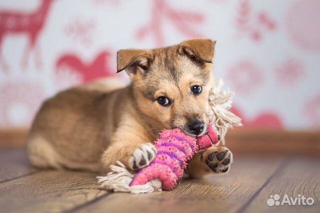 Щенок в добрые руки бесплатно