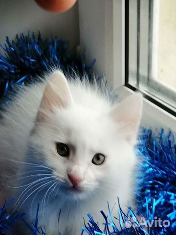 Котята норвежская лесная