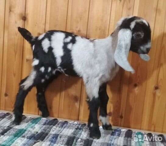 Нубийские козлята