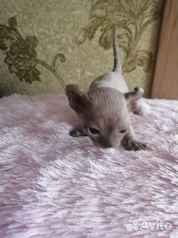 Котята породы эльф