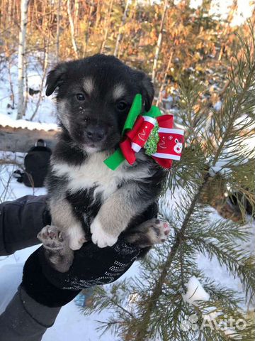 Малышня чуть больше месяца бесплатно