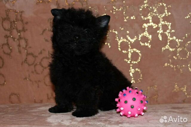 Йоркпу девочка