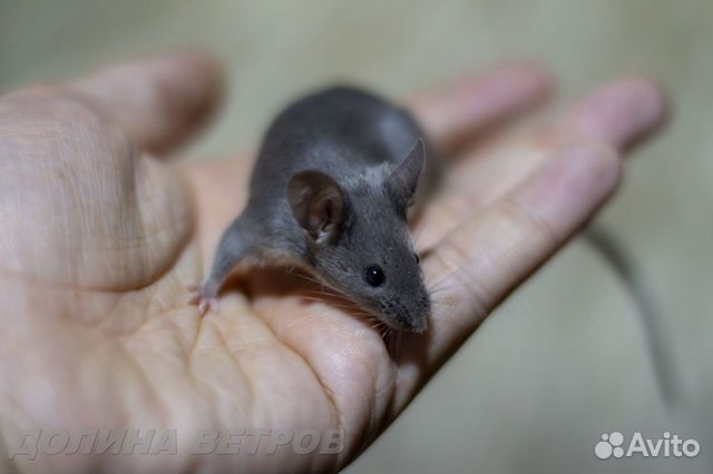 Ручные мышки голубые таны