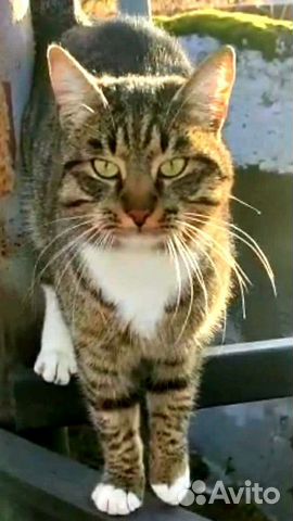 Жизнь в коробке. Будет ли новый год