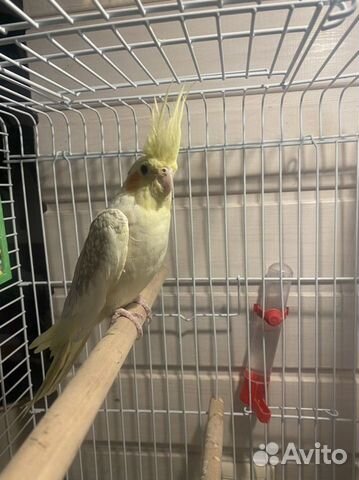 Попугай Корелла с клеткой