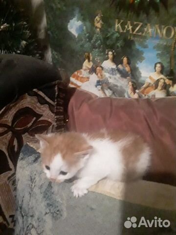 Маленькие котята