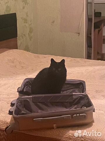 Кошечка в добрые руки очень ласковая