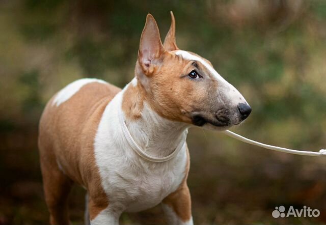 Миниатюрный бультерьер щенки