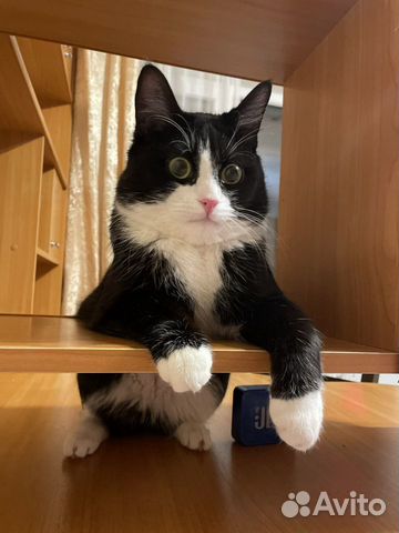 Забавный кот в добрые руки