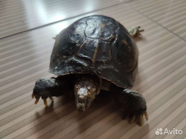 Черепаха сухопутная бесплатно