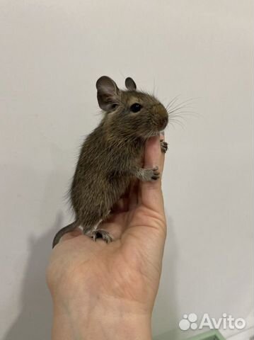 Дегу ищут дом