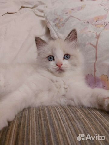 Котята Рэгдолл