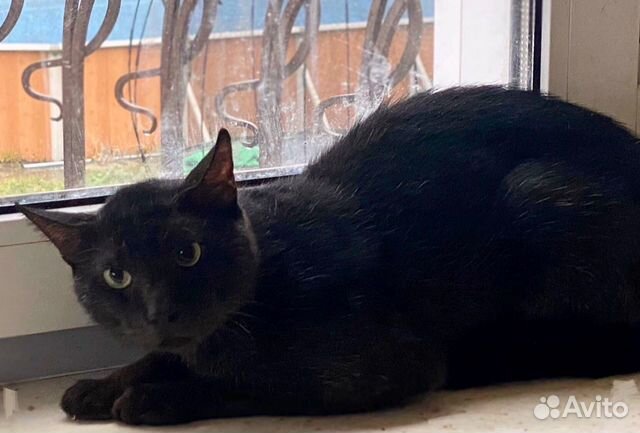 Чаузи гризли