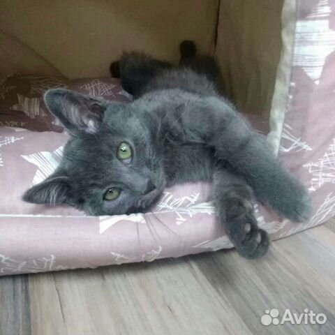 Котенок девочка, типаж Русской голубой