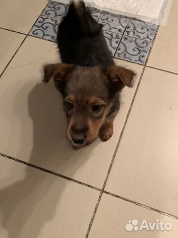 Щенок Помесь Вельш-терьера