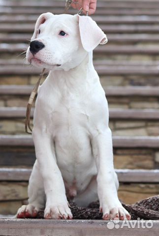 Мощный щенок Аргентинского Дога, кобель