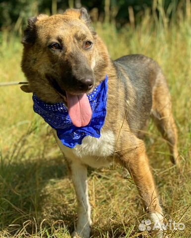 Милая Даша ищет дом