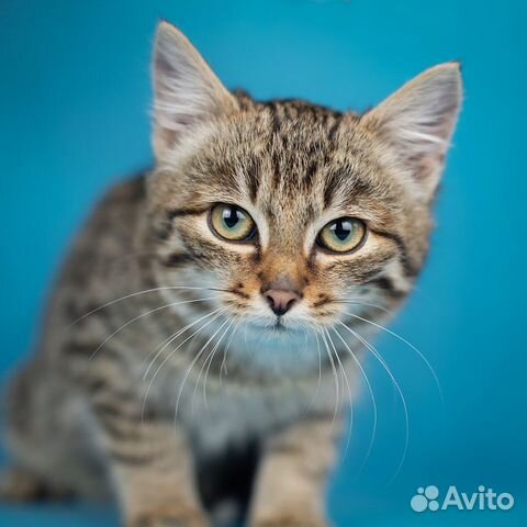 Котенок Марс в добрые руки