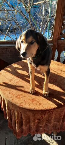 Щенок-метис в добрые руки