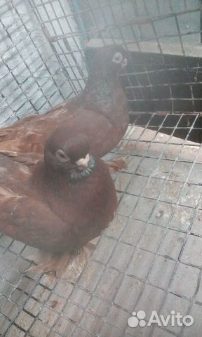 Продажа голубей