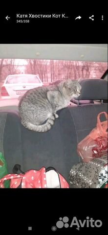 Молодой котик ищет дом