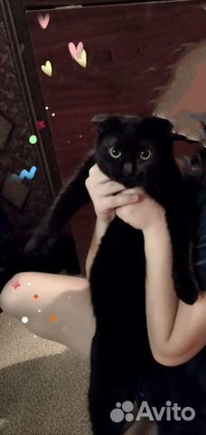 Вислоухая кошечка метис
