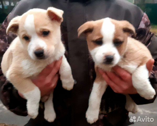 Спасите щенков