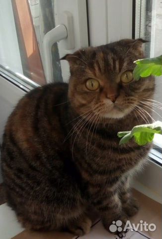 Шотландская