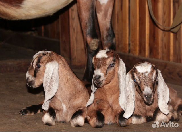 Нубийские и помесные козлята 100 по живому весу