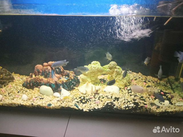 Украшения для аквариума