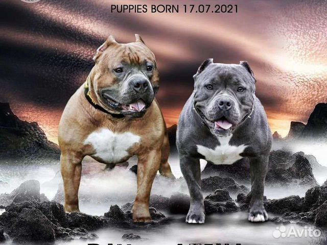 Собаки, порода Американкие булли