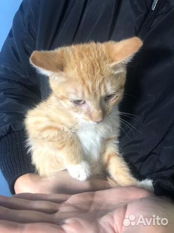 Котеное